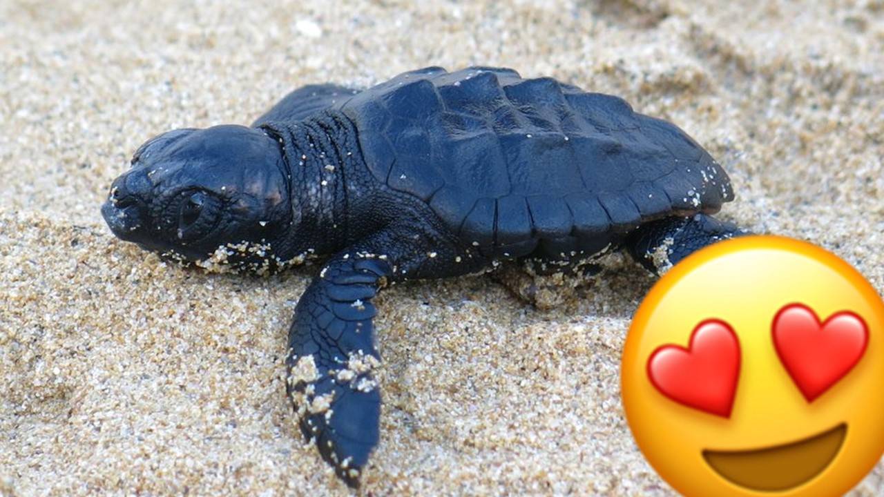 Weak turtle from Golden Bay nest released into wild after making a full ...