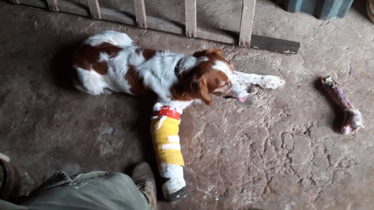 Poor baby! Pup involved in a car accident needs your help to survive