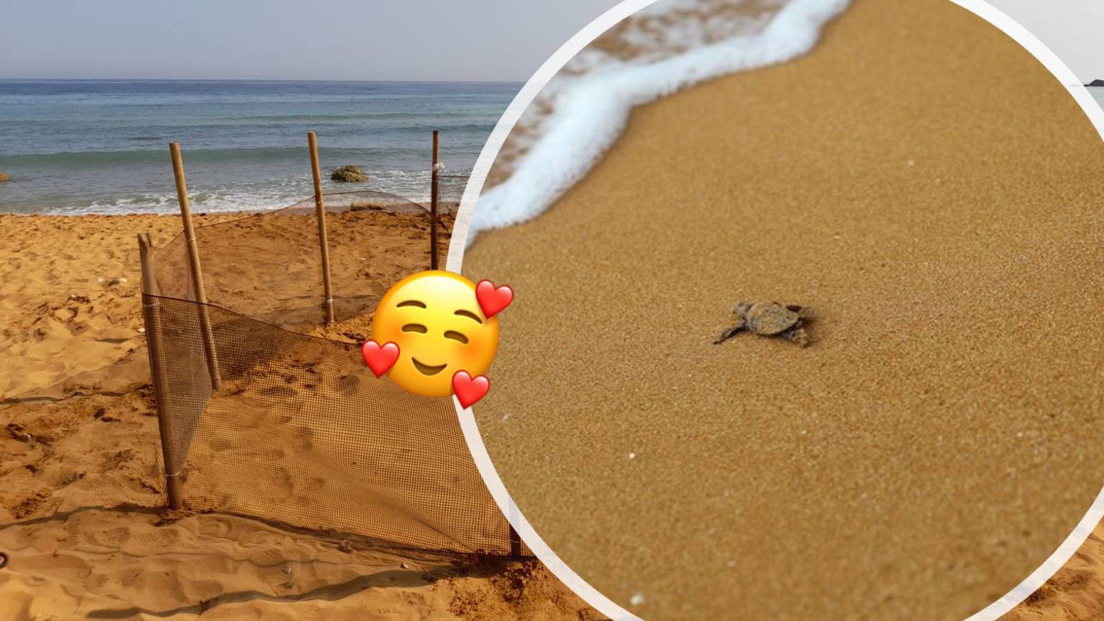 Increased nesting expected this summer! Loggerhead turtles make a ...