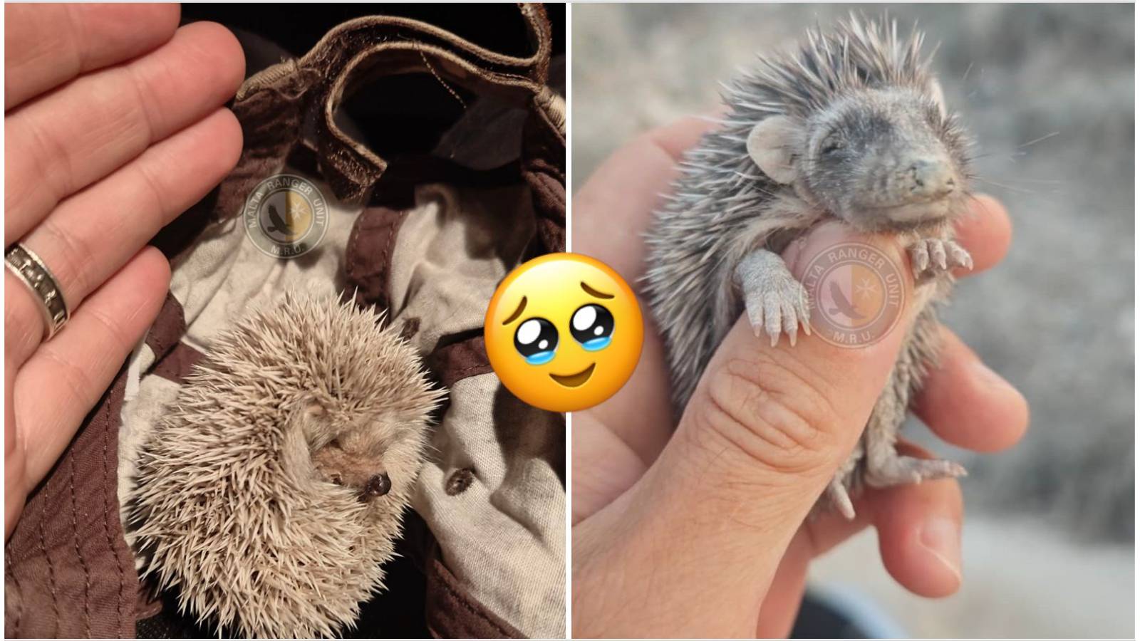 Take note! Here’s what to do if you find an injured hedgehog or ...