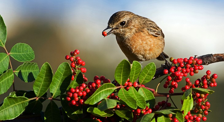 This wildlife photographer captures the hidden beauty of Malta’s ...