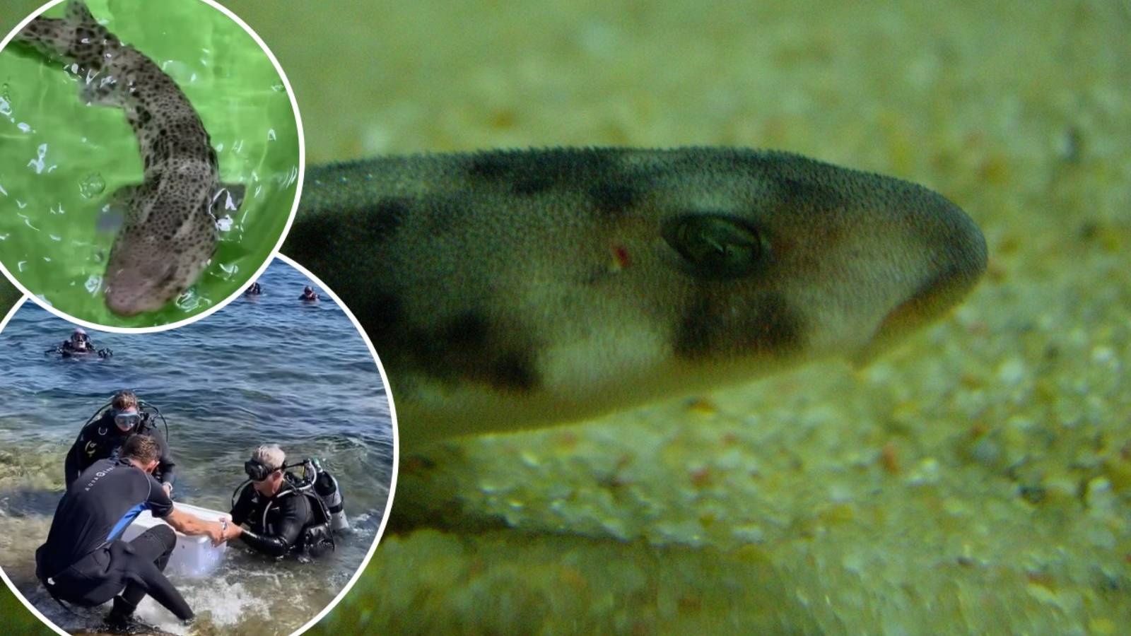 WATCH: Malta National Aquarium releases 9 (harmless) baby sharks back ...