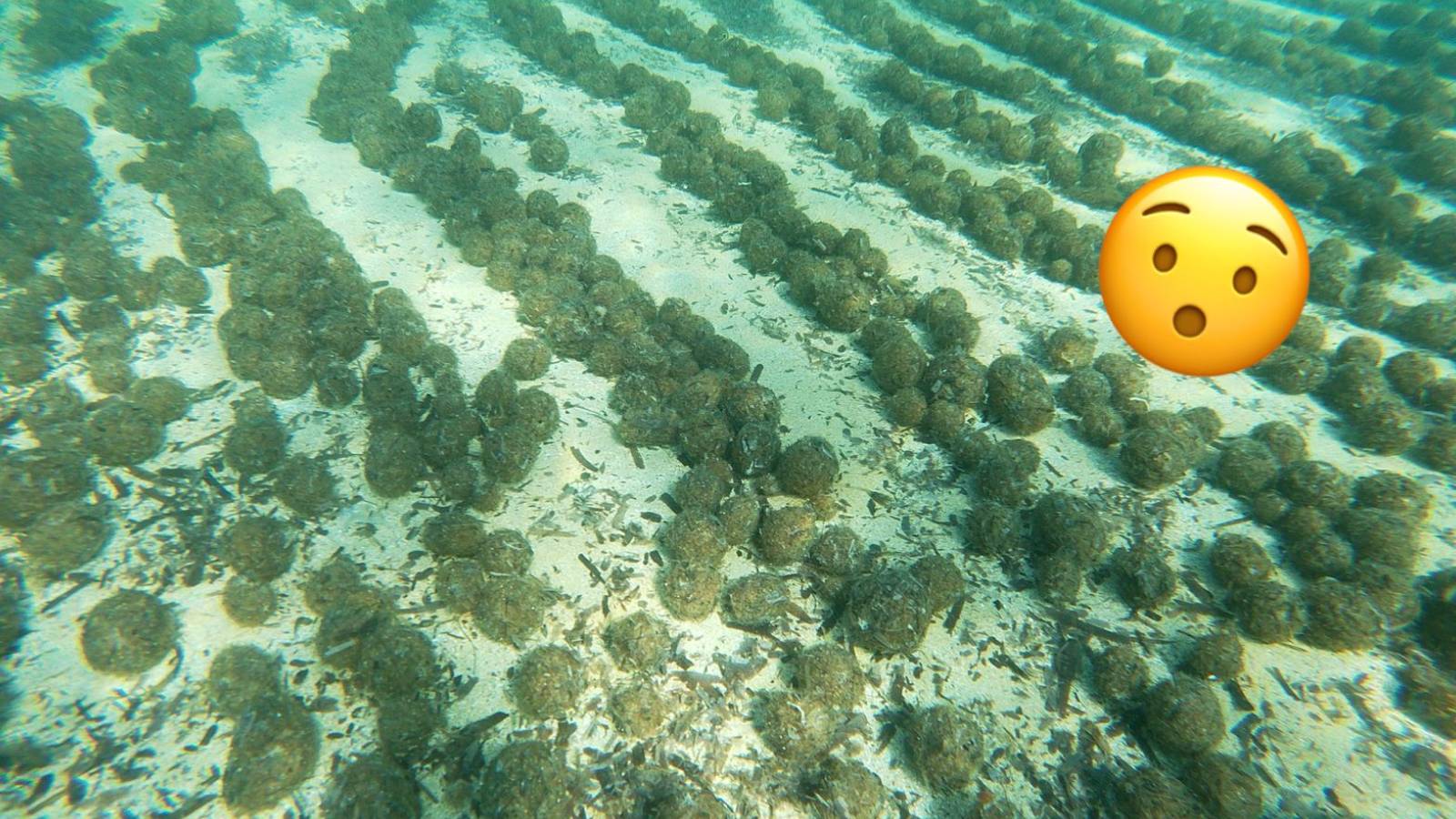 Wow! Did you know that that these seaballs on Malta’s seabed play a ...