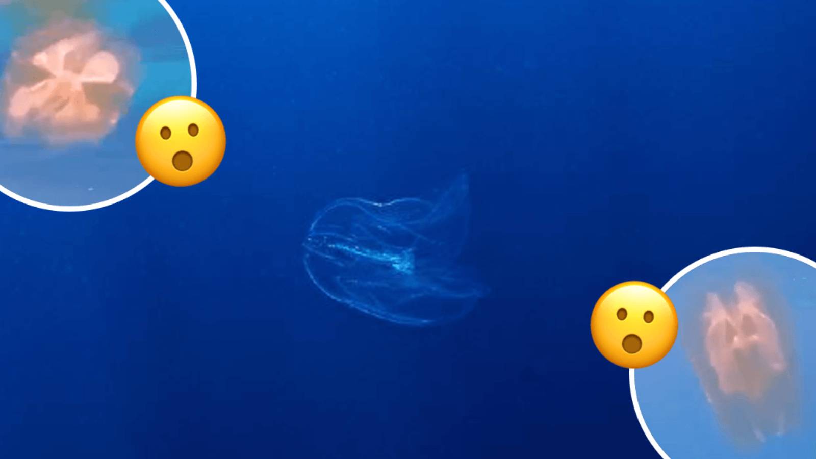 A harmless surprise! Glow-in-the dark comb jelly creature spotted in ...