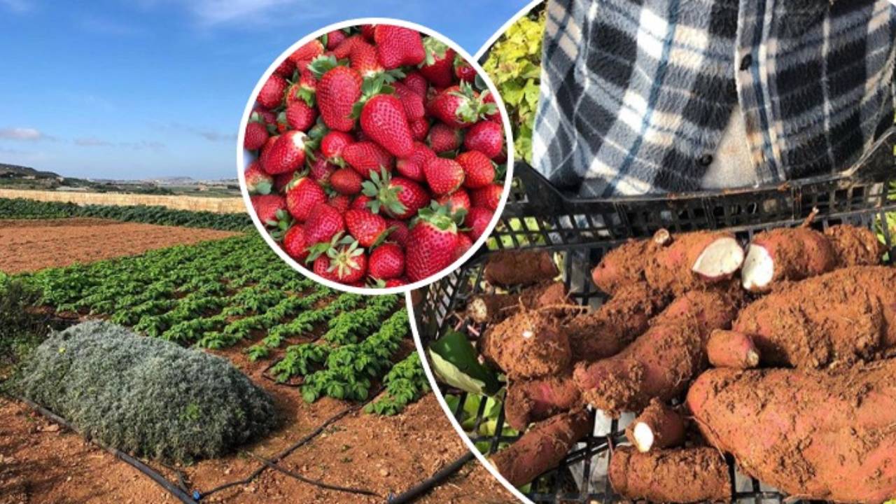 This pesticide-free Maltese farm is changing the way we view our veggies