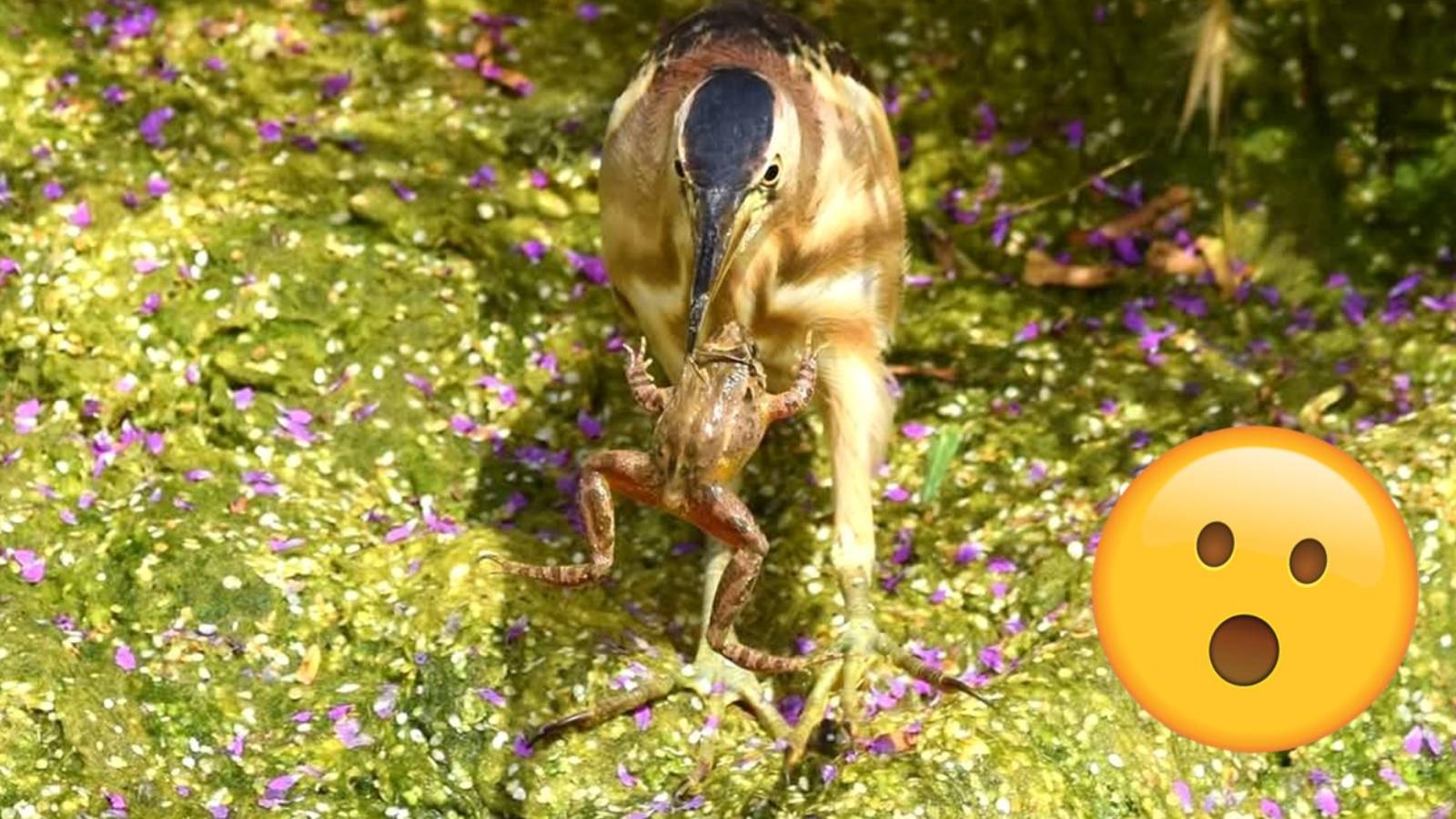 Nature in action! Maltese photographer captures stunning moment of a ...