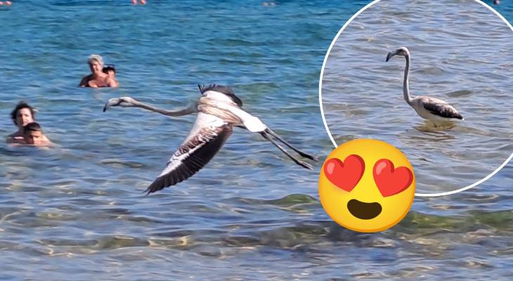 Coastal beauty! Flamingo spotted taking a dip in Gozo’s Ramla Bay