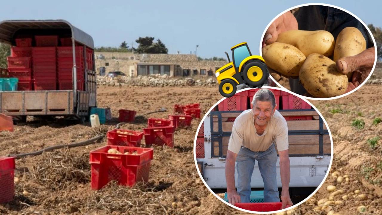 ‘This is the work I grew up in’ – Maltese potato farmers share their ...