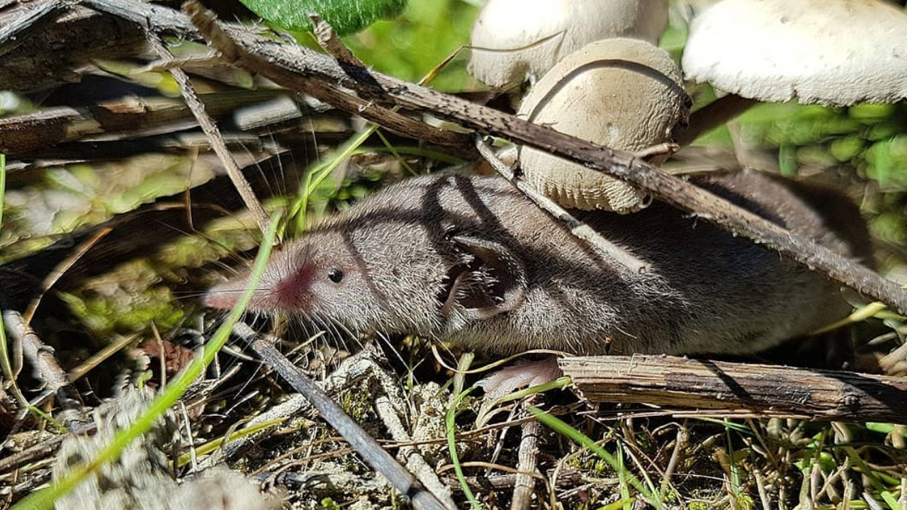 Meet this mysterious little creature: Did you know that the Sicilian ...