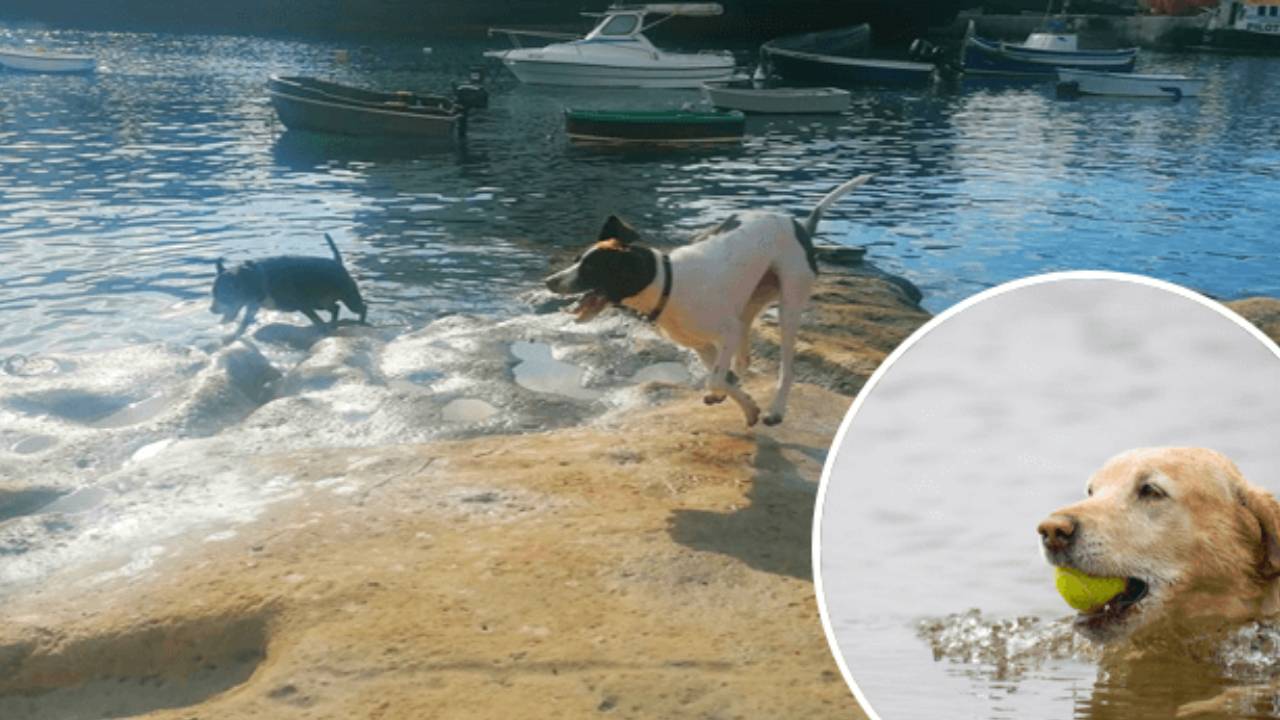 In the mood for a swim with your furry best friend? Official dog beach ...