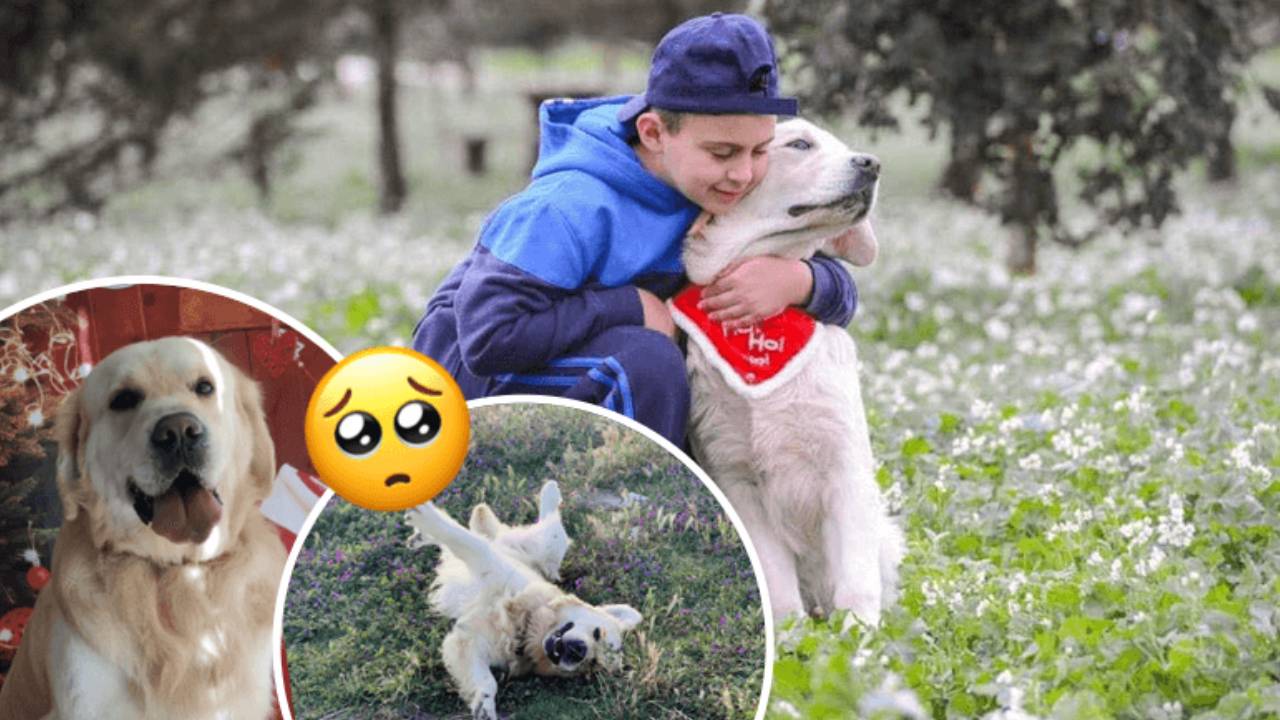 Have you seen Max? Guide dog belonging to partially blind Maltese boy ...