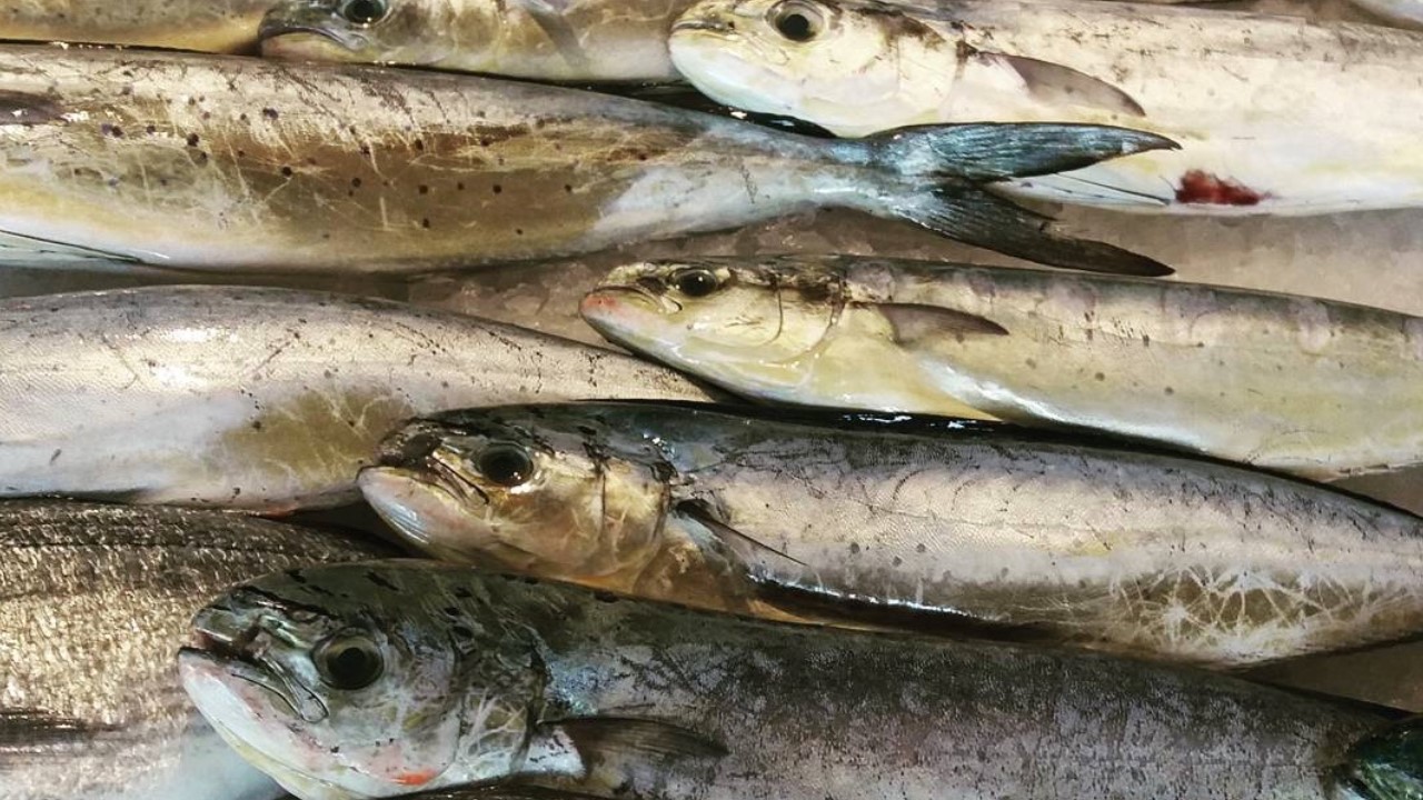 It's that time of year again: here come the lampuki!