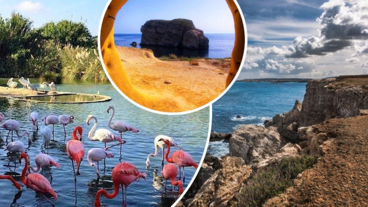 Is it a bird? Top 10 places for birdwatching in Malta