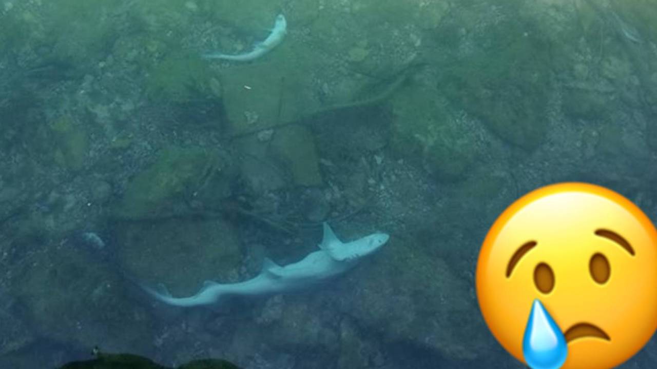 Used and abused: Dead sharks & sting rays discarded at Delimara is a ...
