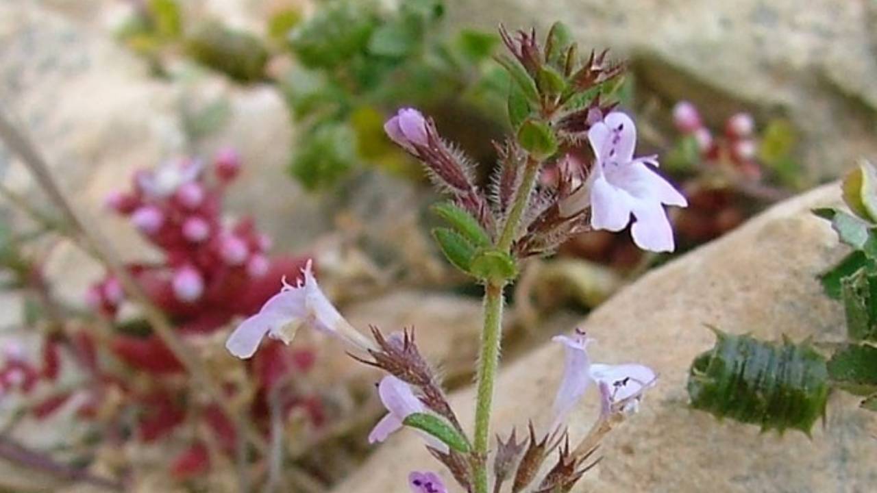 Headache or sore throat? 5 natural plant remedies our Maltese ancestors ...