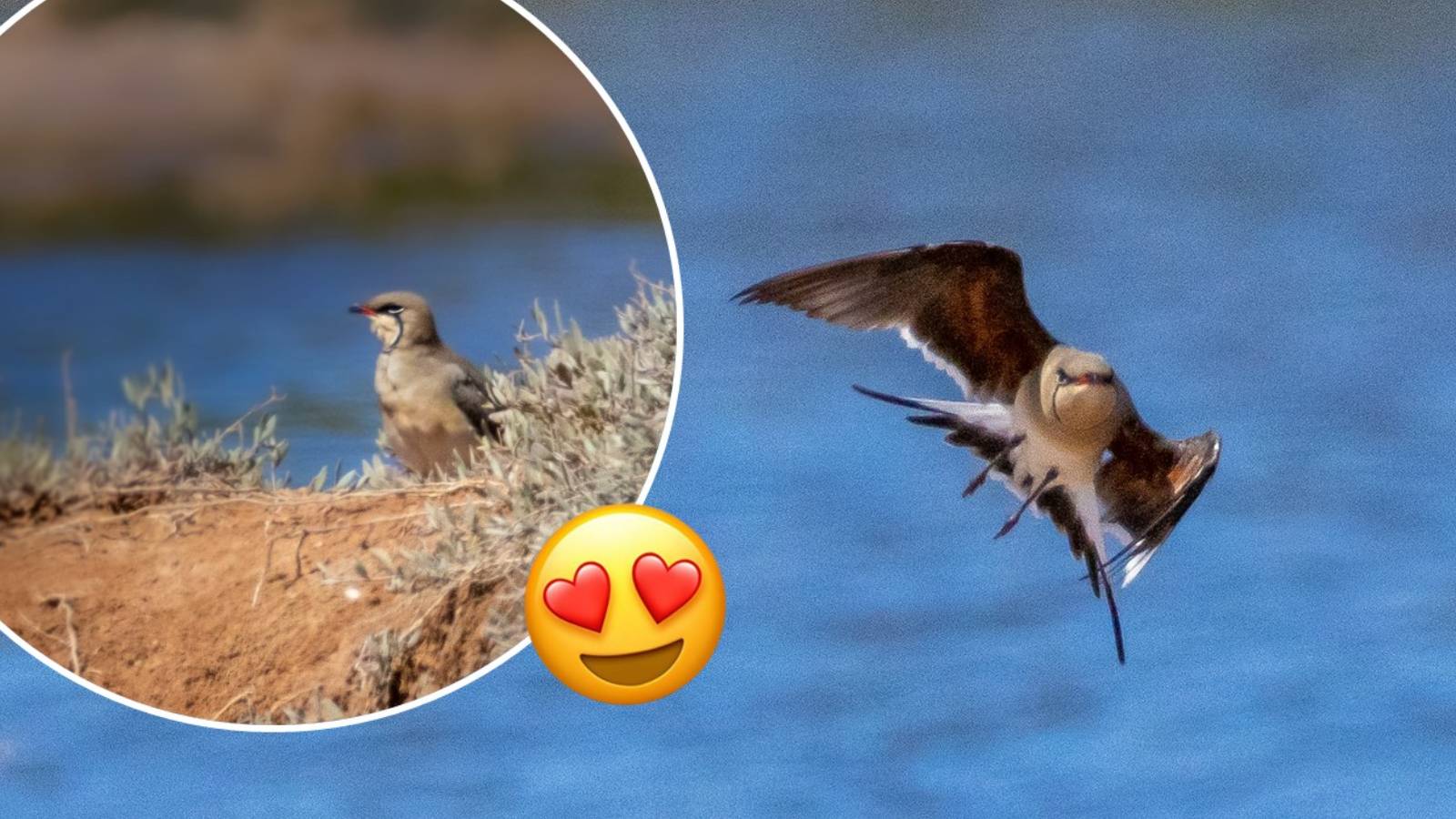 A rare visitor! Elusive Collared Pratincole spotted at Għadira Nature ...