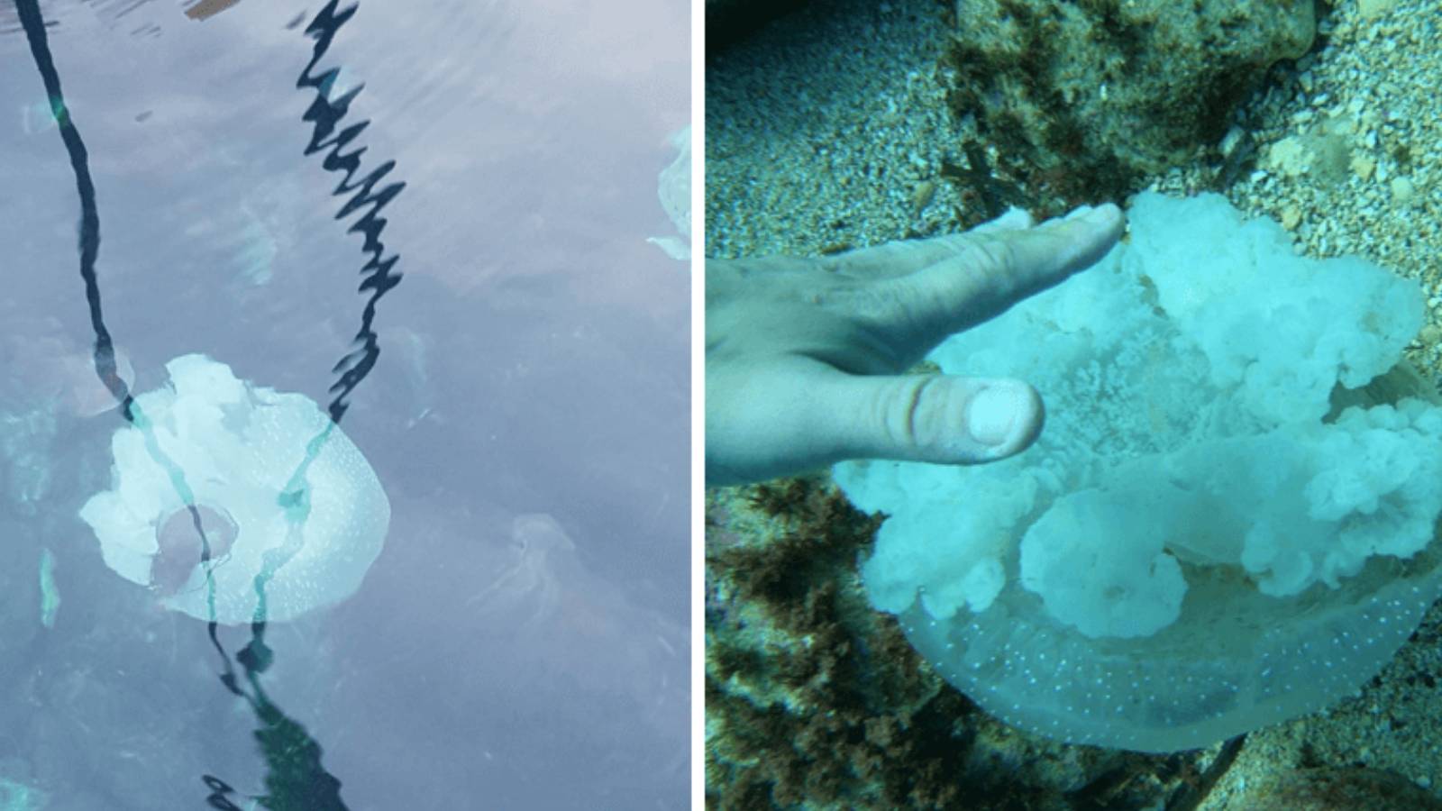 TWO alien jellyfish species spotted in Maltese waters