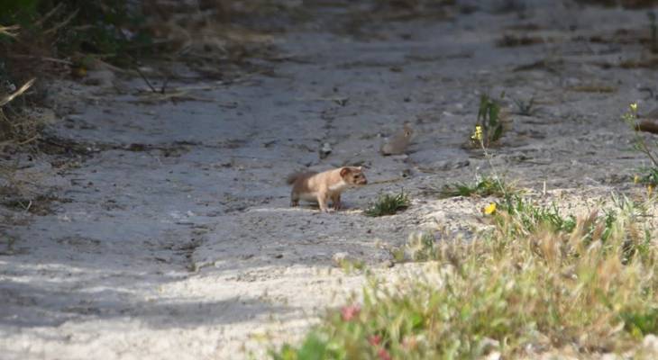 Oh hey, there! Local witnesses rare sighting of Maltese weasels in Bidnija