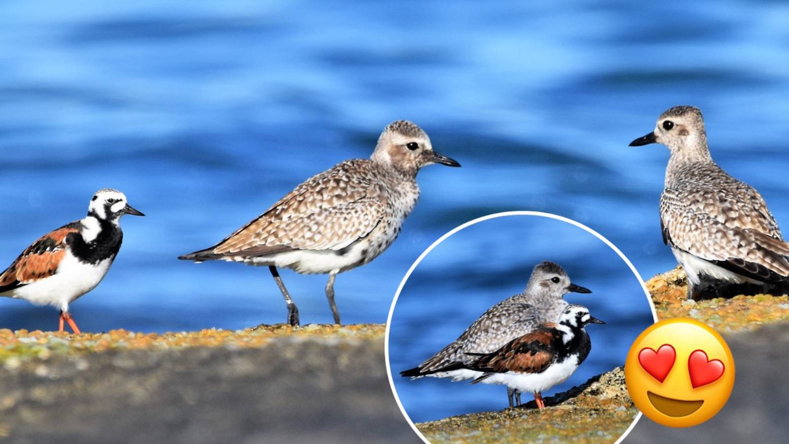 A wholesome meeting by the sea! Turnstone & Grey Plover spotted along ...