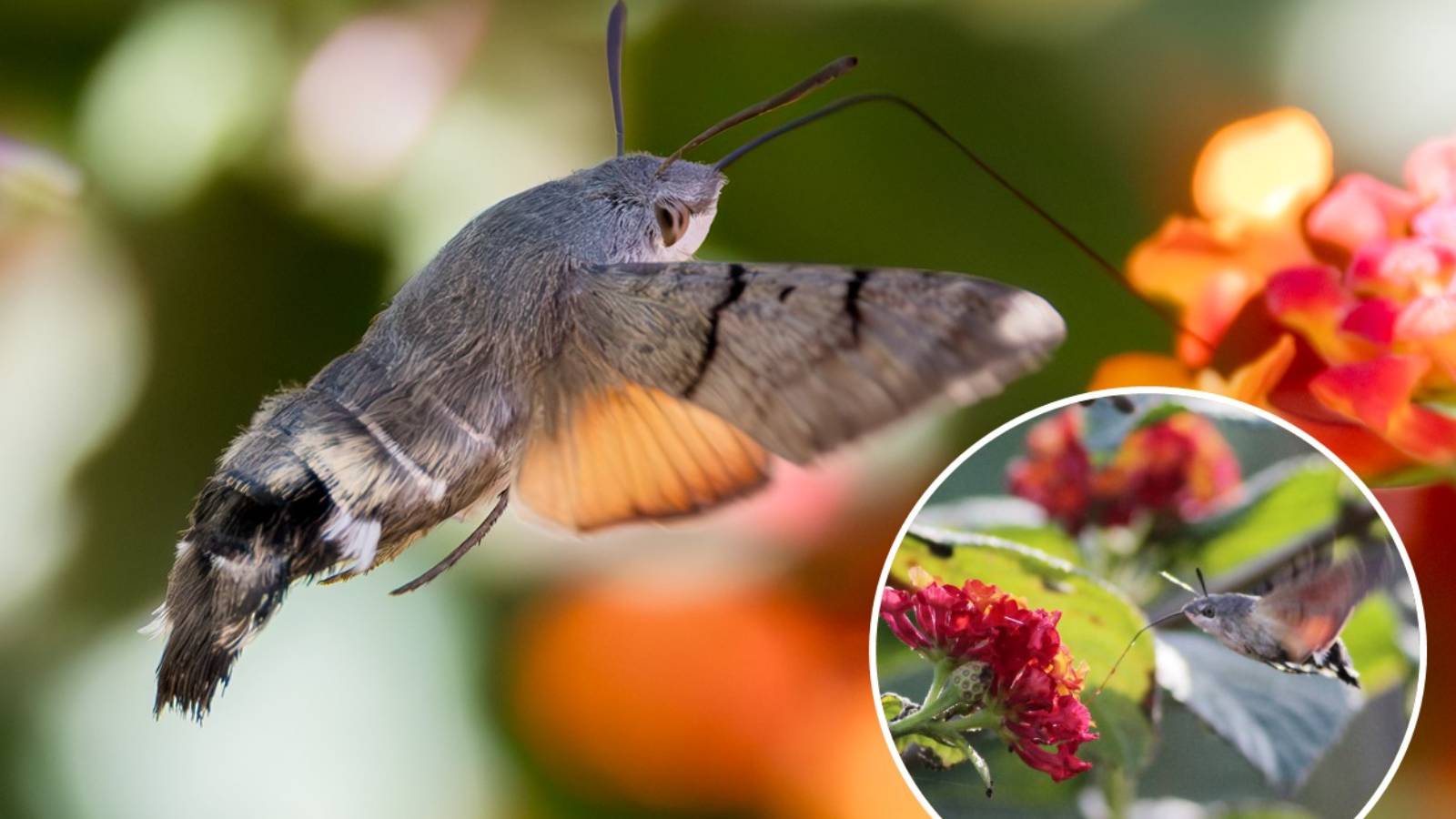 Bird or moth? Spotlight on the fascinating Hummingbird hawk moth ...