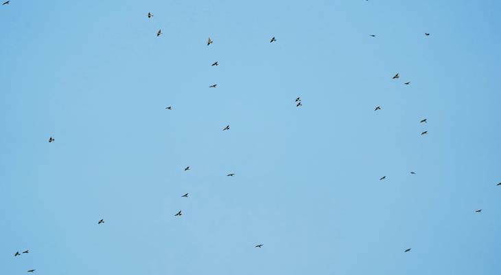 Bird spotting! Have you seen this colourful bird in Malta’s skies?