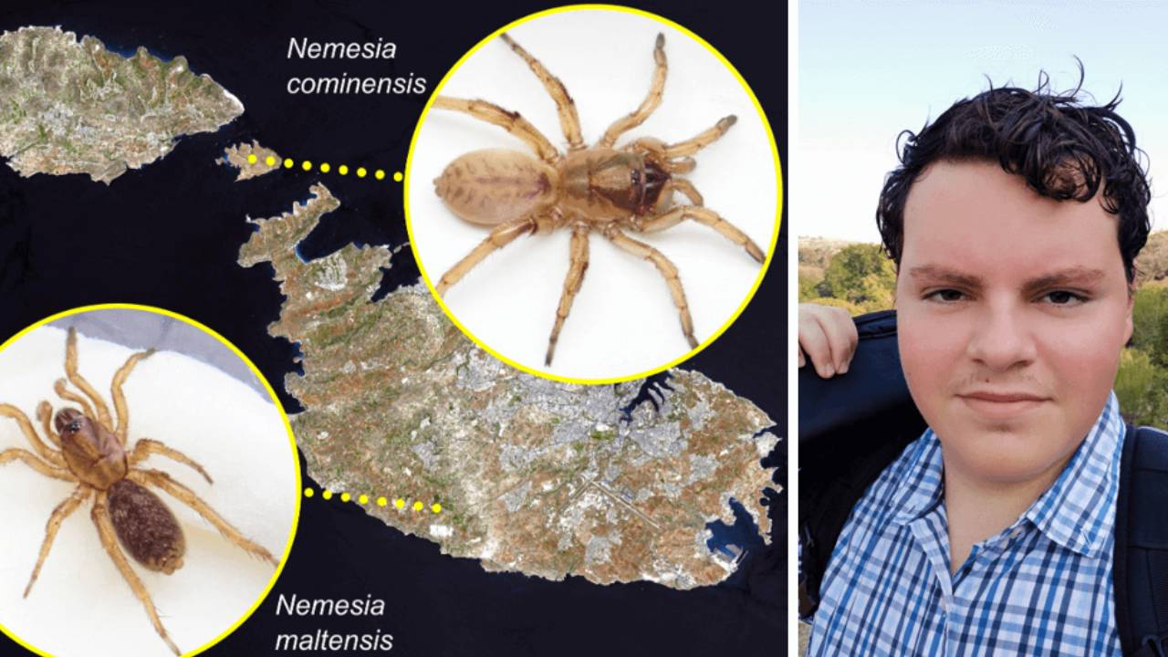 Well done! 20-year-old Thomas Cassar discovers TWO new spider species ...
