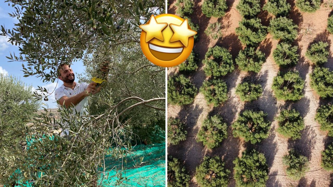 From branch to bottle: Here’s your chance to witness the production of ...