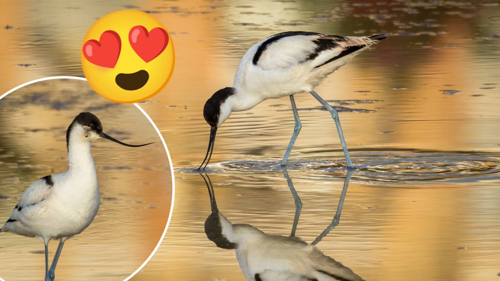 Wildlife wonders! Rare Avocet captured on camera by talented Maltese ...