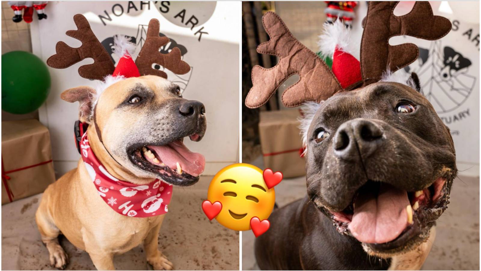 Extra cute! Malta’s shelter dogs spread festive cheer in adorable ...