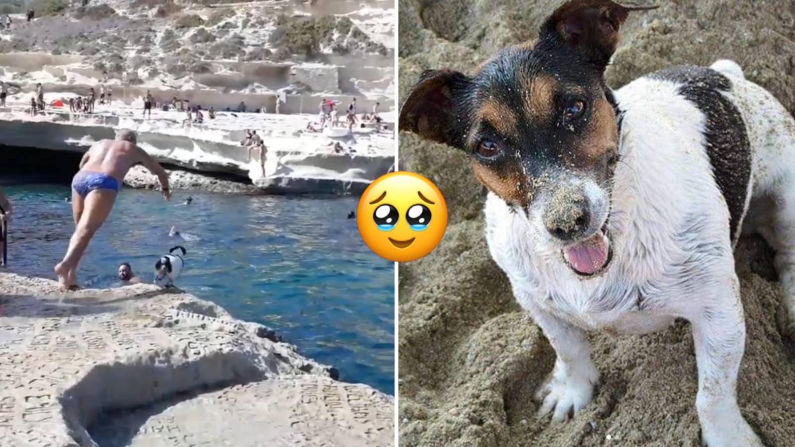 The legend of Titti lives on! Maltese dog goes viral again on LADBible ...