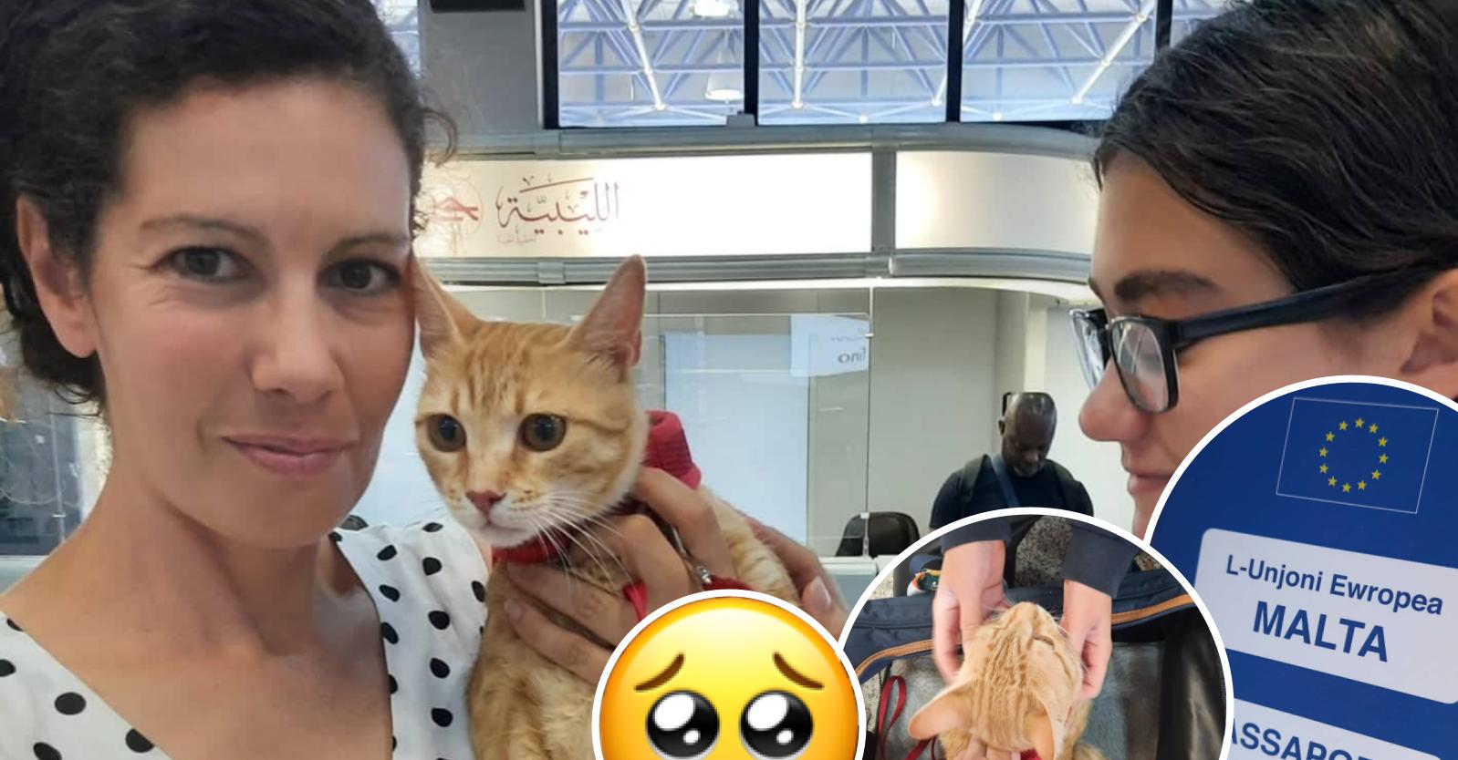 ‘Charlie’ the Maltese stray cat finds his forever home in America