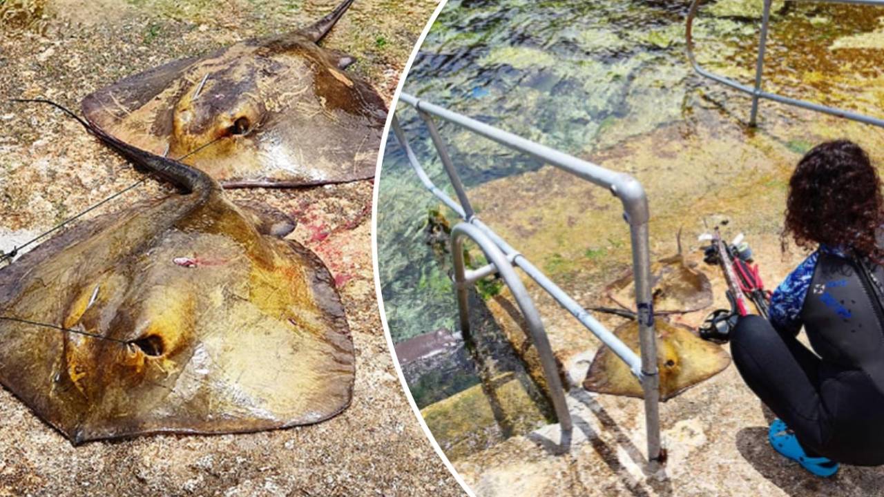 WATCH: Locals outraged as two stingrays suffer slow death in Ghar Lapsi