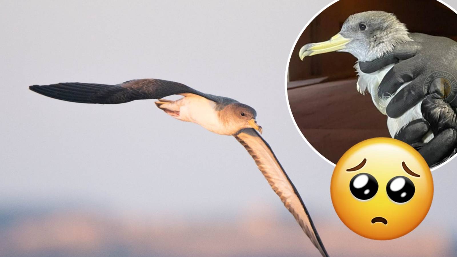 Feathered rescue! Malta Ranger Unit saves stranded Shearwater bird from ...