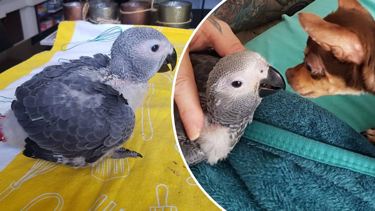 WATCH: Chatty parrot sings 'Happy Birthday' in the sweetest way & we’re ...