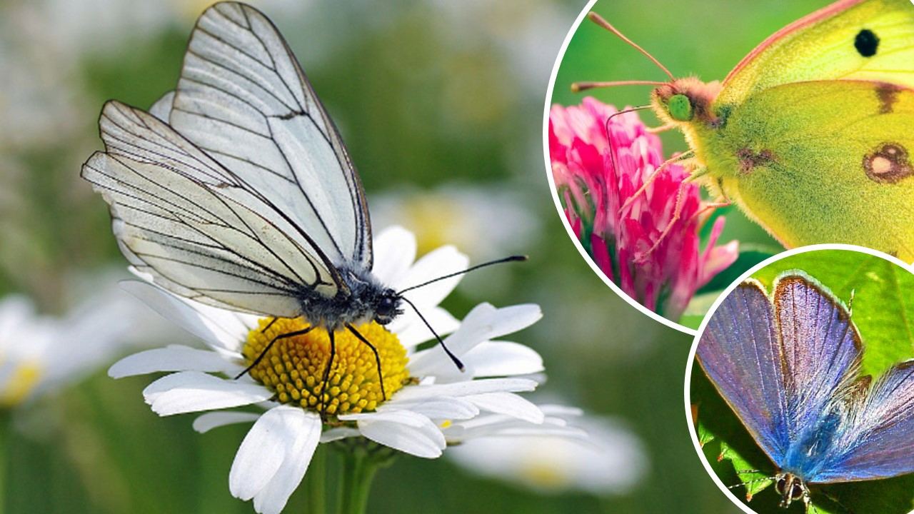 Can you spot these 21 beautiful butterflies fluttering around the ...