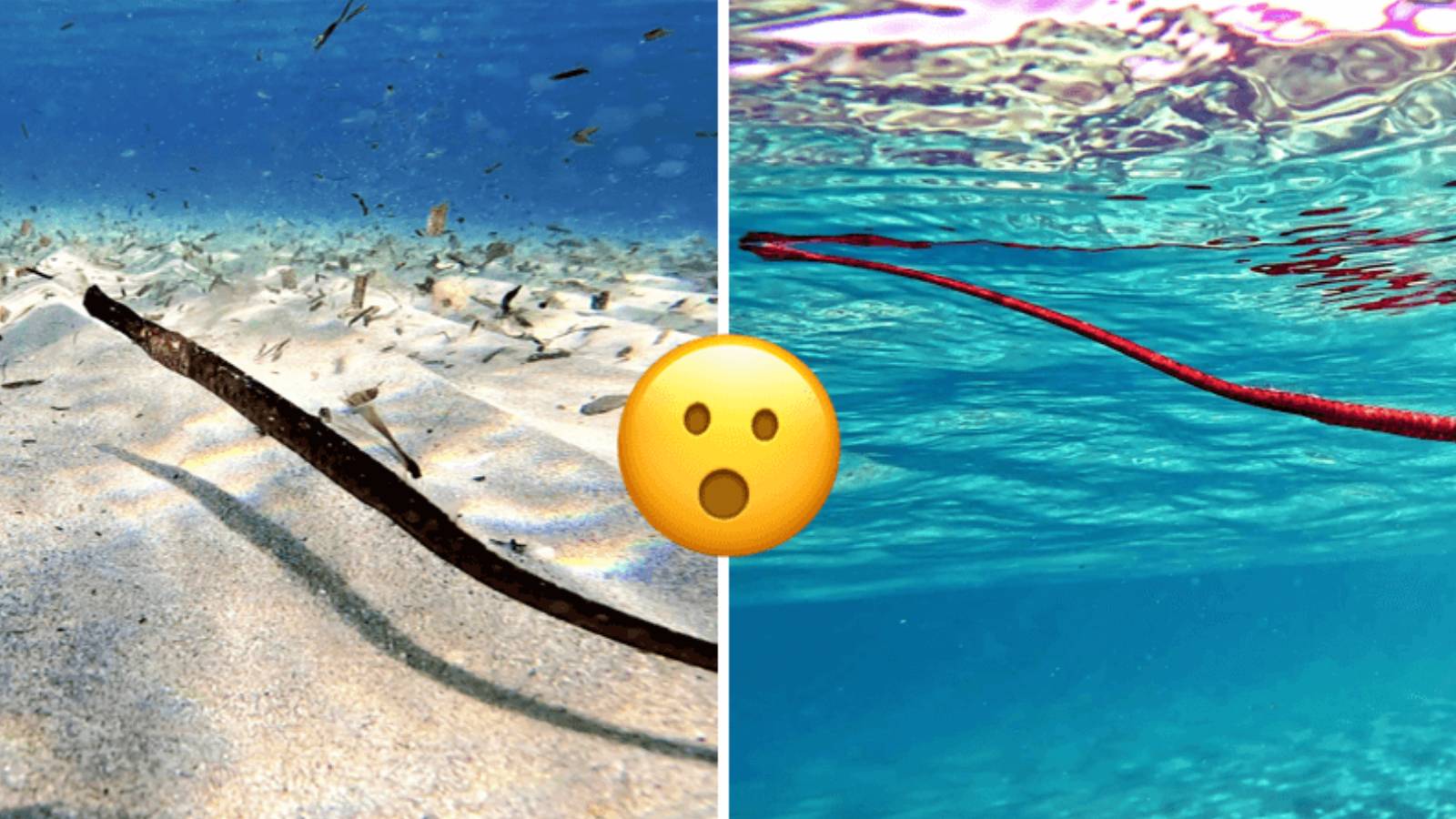 The unique Broadnose Pipefish! A fairly common fish in Malta that you ...