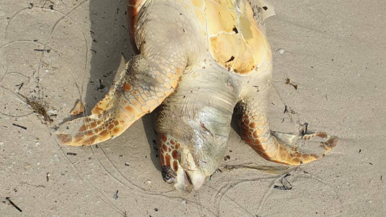 So sad! Dead turtle washes up on shore at Balluta Bay in St Julian’s