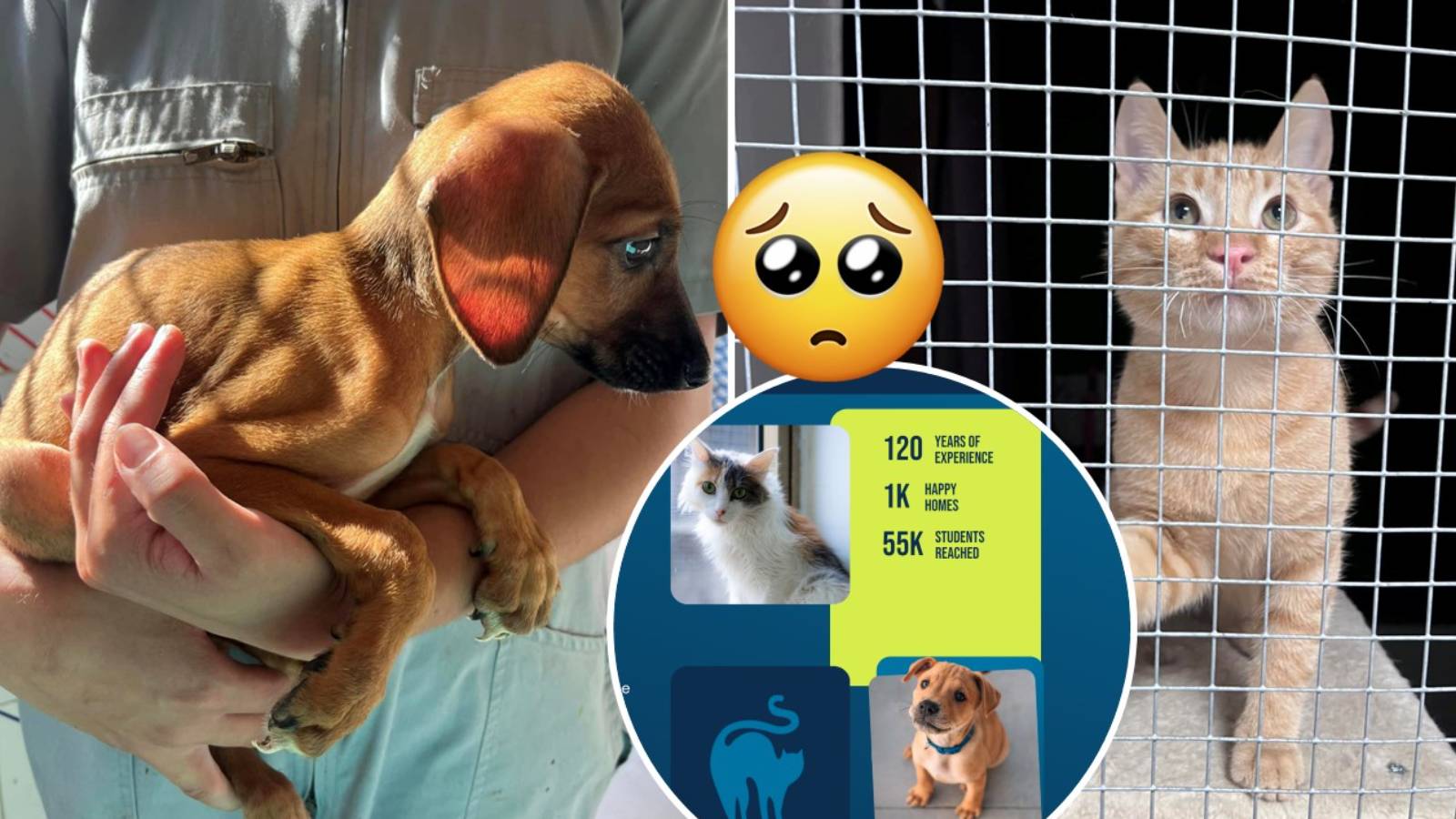 Helping paws! Malta’s SPCA launches new website to boost animal ...