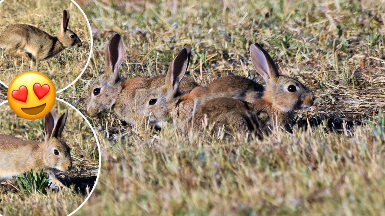 Spotted in the wild! Local photographer captures rare glimpse of Malta ...