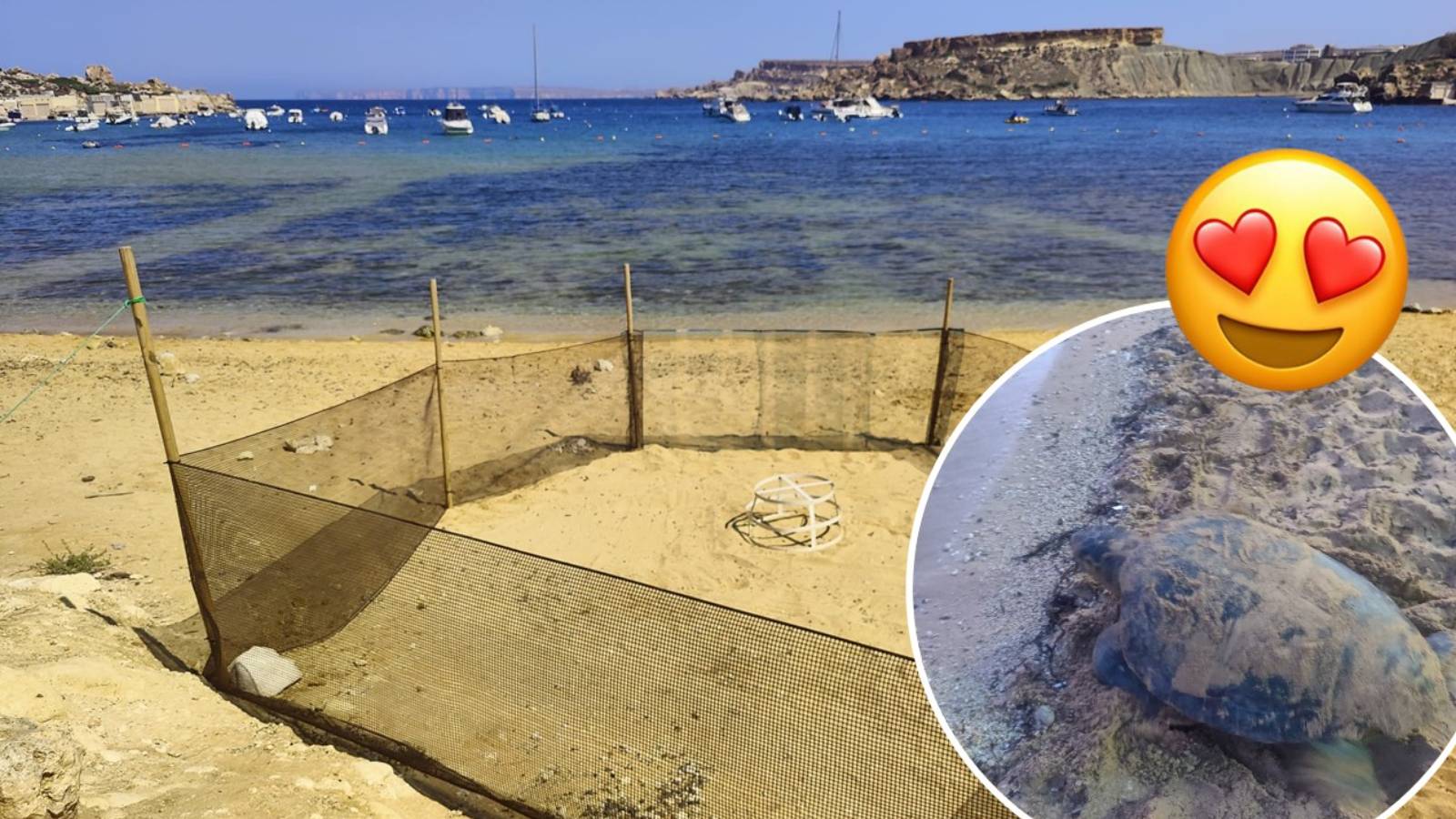 Meet Grace! Malta’s first turtle nest of 2025 discovered at Ġnejna