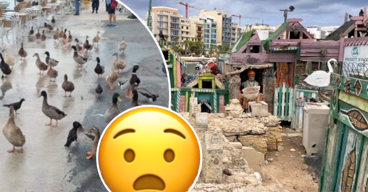 Homeless animals alert! Former duck village residents struggling to ...