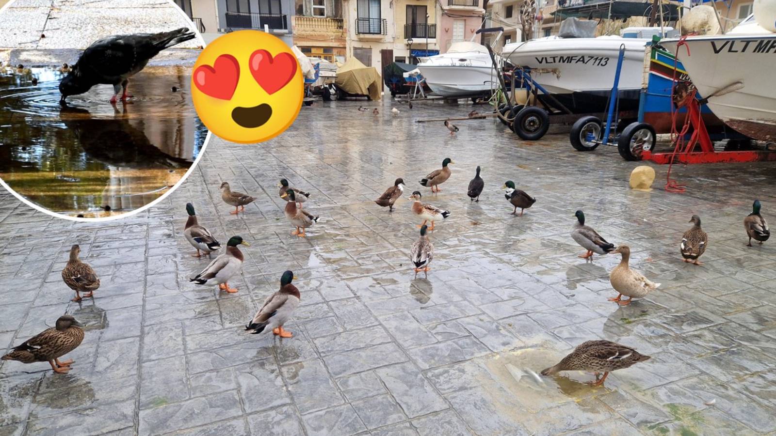 Perfect duck weather! Today's rain brings joy to Malta & Gozo’s ...
