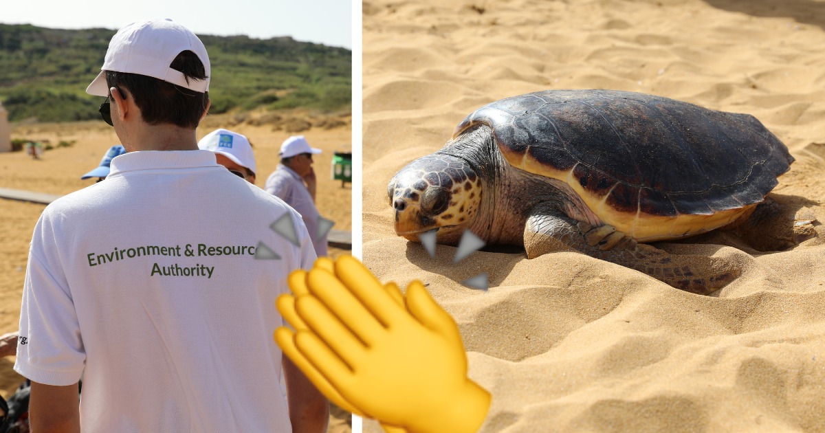 Here’s what Malta’s authorities are doing to help the turtles (and what ...