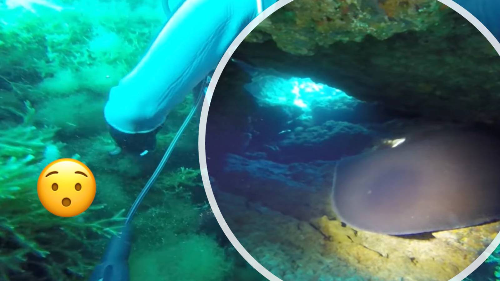 Close and personal! Watch the moment a Maltese diver comes face-to-face ...