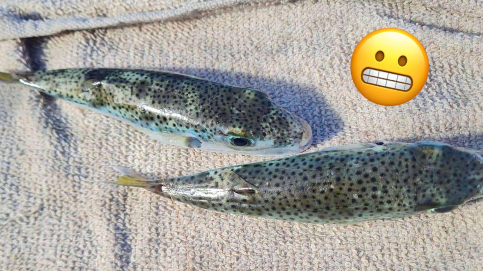 Watch out! Highly invasive silver cheeked toadfish spotted in Maltese ...