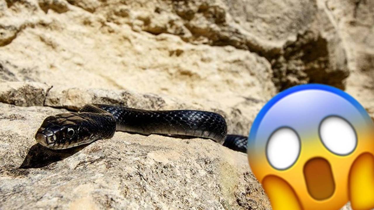 Slither away! Have you ever spotted the Western Whip Snake, common in ...