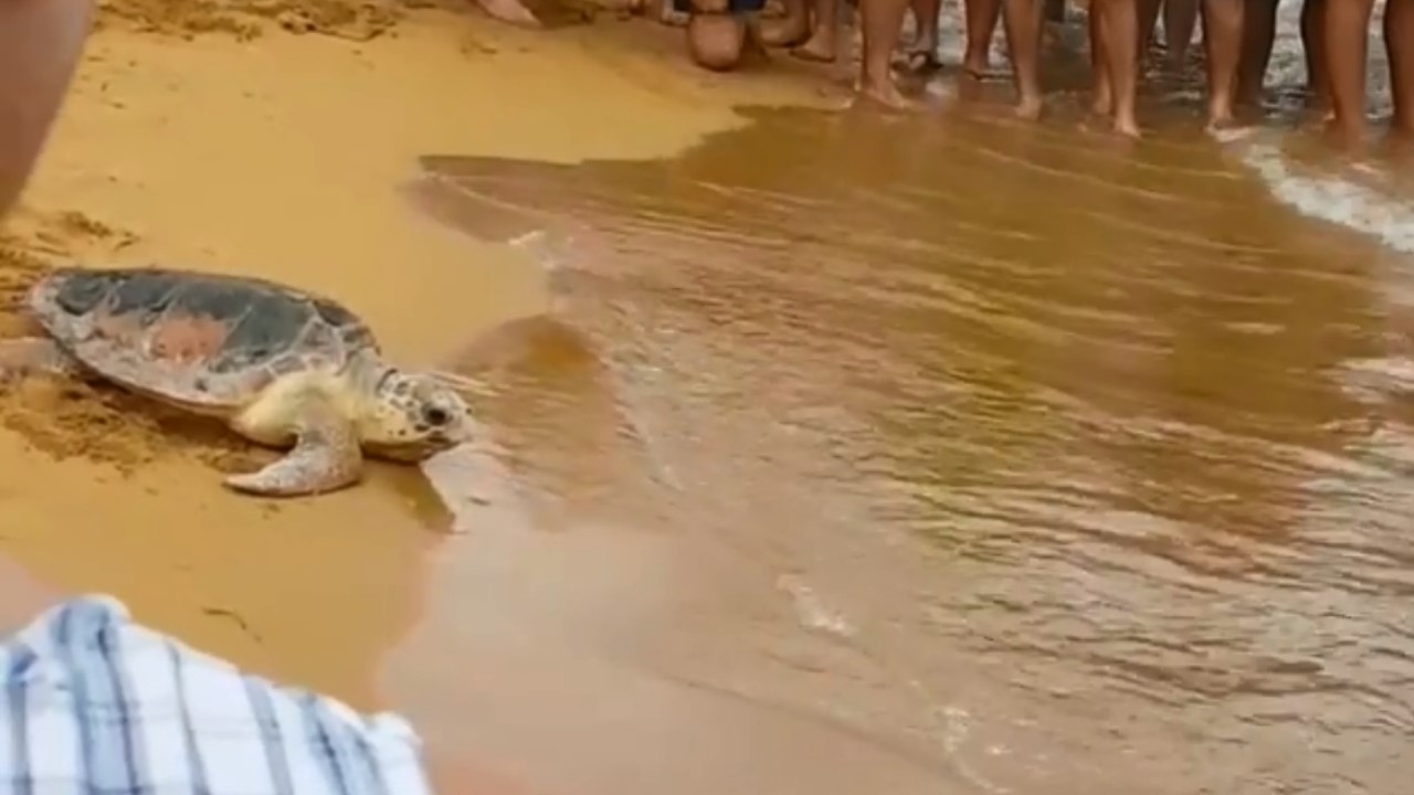 Watch adorable turtle being released back into the sea at Ramla Bay