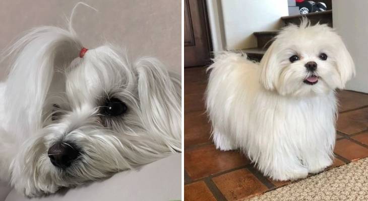 Discover the fascinating origins of the Maltese Dog! Everything you ...
