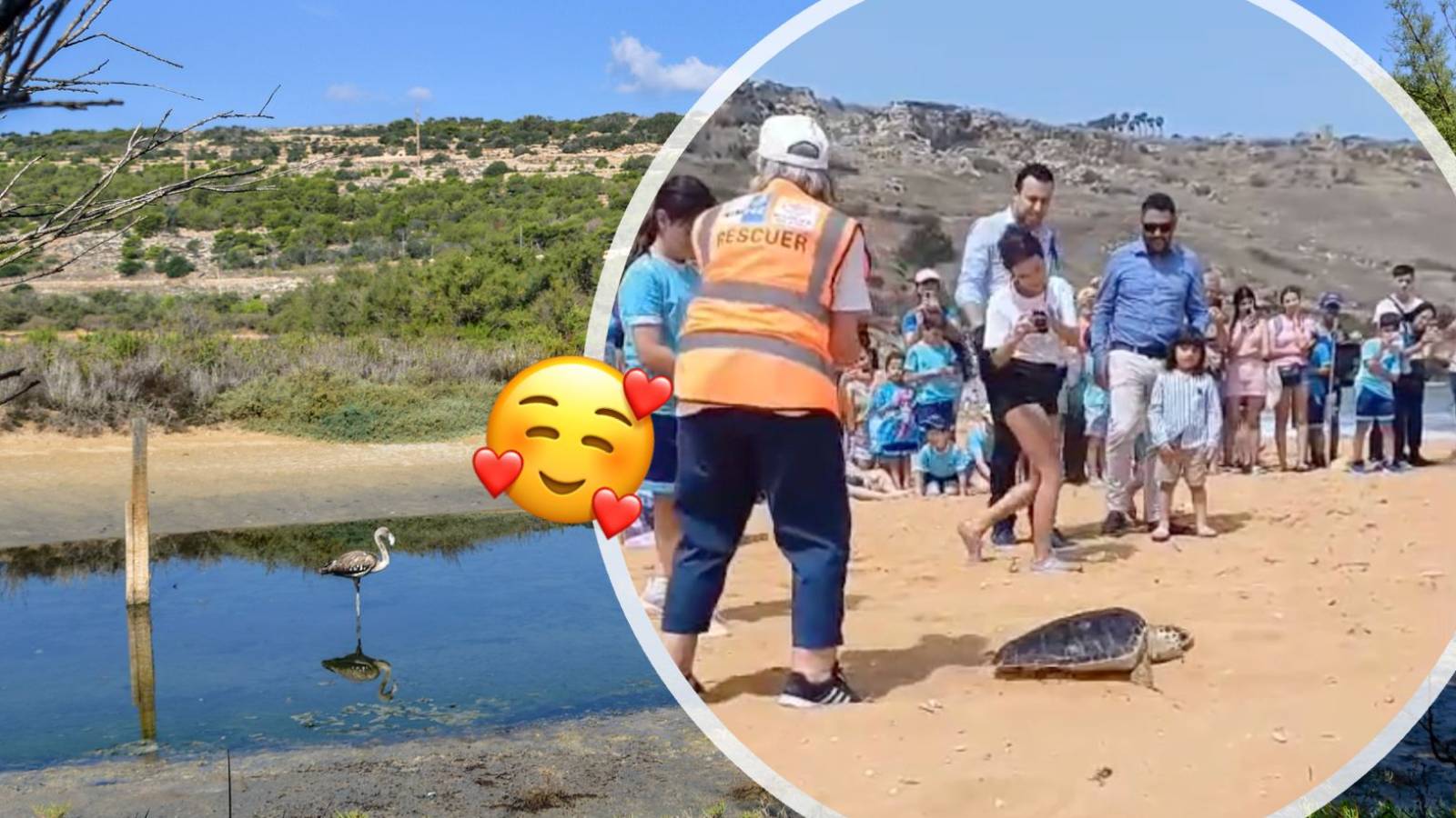 Watch them go! Nature Trust release rehabilitated loggerhead turtles at ...