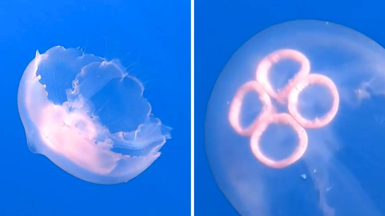 WATCH: Rare Moon Jellyfish species spotted in Maltese waters